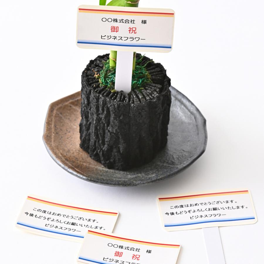 観葉植物 ミニ炭鉢 おまかせ5鉢セット 陶器和皿付 : SP GiftS Yahoo!店 - 通販 - Yahoo!ショッピング