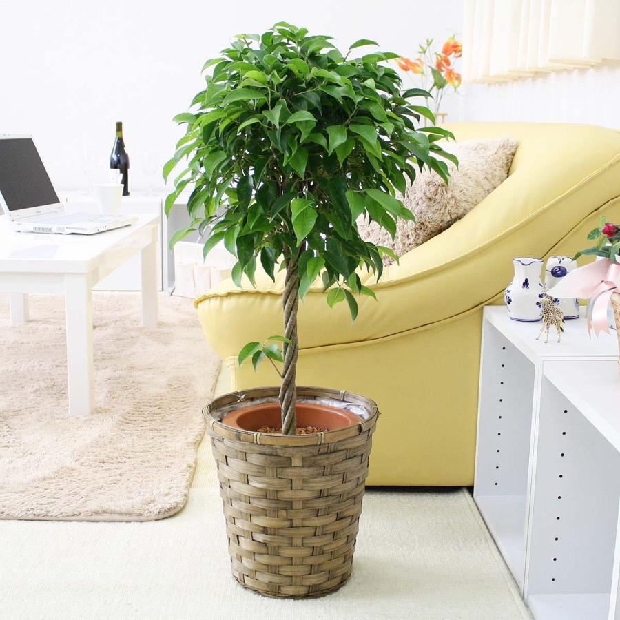 ベンジャミン 7号鉢+バスケット鉢カバー 土の表面：ウッドチップ｜観葉植物 風水 ギフト : ブルーミングスケープ - 通販 - Yahoo ...