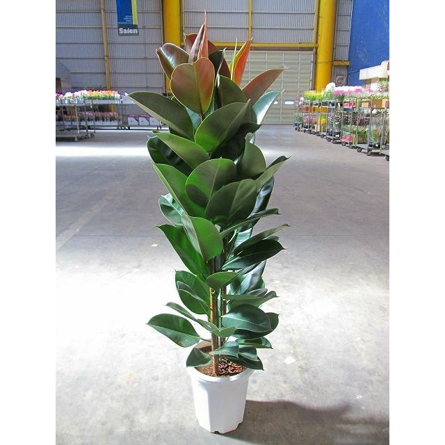 フィカス・バーガンディ 10号 黒ゴム 観葉植物 ゴムの木 販売 苗 フィカス・バーガンディ 10号 黒ゴム 観葉植物 ゴムの木 販売 苗