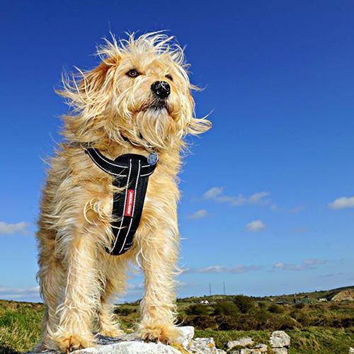 EZYDOG ハーネス ブラック M ( M , ブラック ) 中国 :062408-24:BESTWEAR - 通販 - Yahoo!ショッピング