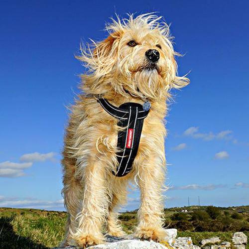 EZYDOG ハーネス ブラック L ( L , ブラック ) 中国 :062408-25:BESTWEAR - 通販 - Yahoo!ショッピング