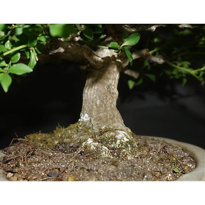 盆栽 雑木 実物 【小品盆栽】 コマユミ : Bonsai Store Ito - 通販 - Yahoo!ショッピング