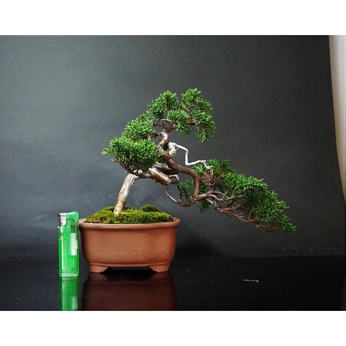 盆栽 松柏 【小品盆栽】 糸魚川真柏 B : Bonsai Store Ito - 通販 - Yahoo!ショッピング