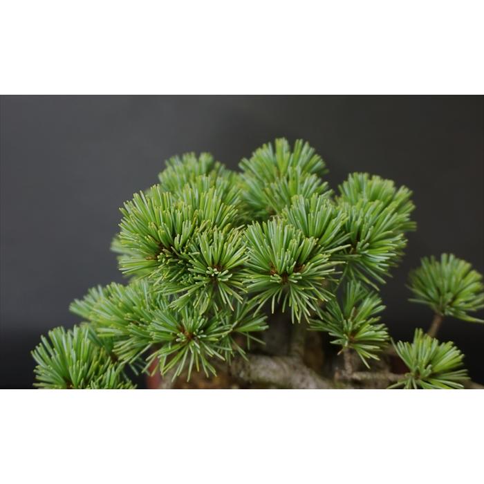 盆栽 五葉松 【小品盆栽】 五葉松 峰吾妻 : Bonsai Store Ito - 通販 - Yahoo!ショッピング
