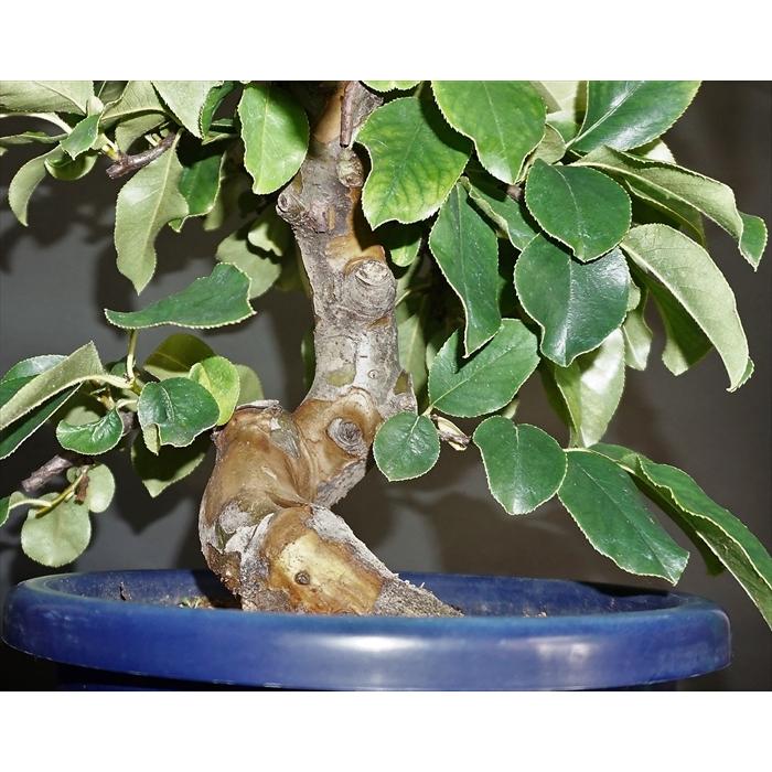 盆栽 雑木 実物 【中品盆栽】花梨 実成 A : Bonsai Store Ito - 通販 - Yahoo!ショッピング