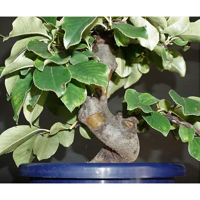 盆栽 雑木 実物 【中品盆栽】花梨 実成 A : Bonsai Store Ito - 通販 - Yahoo!ショッピング