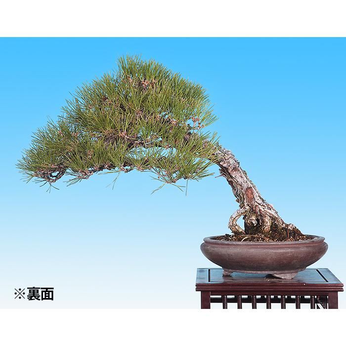 盆栽 一品盆栽 「黒松」 クロマツ くろまつ お洒落 文人 斜幹樹 盆栽 一品盆栽 「黒松」 クロマツ くろまつ お洒落 文人 斜幹樹