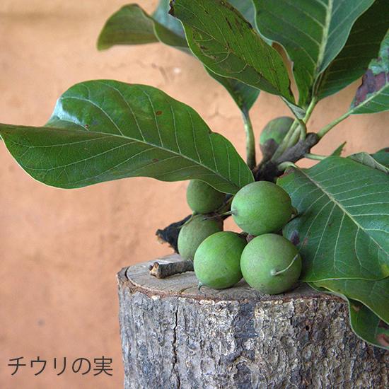 ナイアード チウリモイスチャークリーム 40ml naiad チウリバター アプリコットオイル ミツロウ 蜜蝋 保湿 肌に栄養 肌の保護 乾燥から守る : BOQ ONLINESHOP ヤフー ...