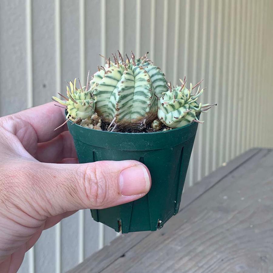 ユーフォルビア メロフォルミス錦 / 2.5号 *1135【発根済み】 : Botanique Yahoo!ショッピング店 - 通販 - Yahoo!ショッピング