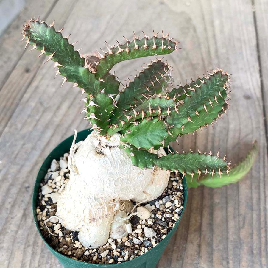 ユーフォルビア ステラータ 飛竜 / 3号 *0547 : Botanique Yahoo!ショッピング店 - 通販 - Yahoo!ショッピング