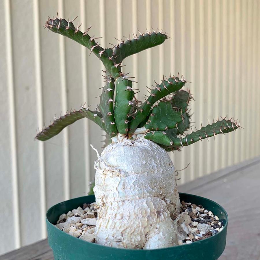 ユーフォルビア ステラータ 飛竜 / 3号 *0547 : Botanique Yahoo!ショッピング店 - 通販 - Yahoo!ショッピング