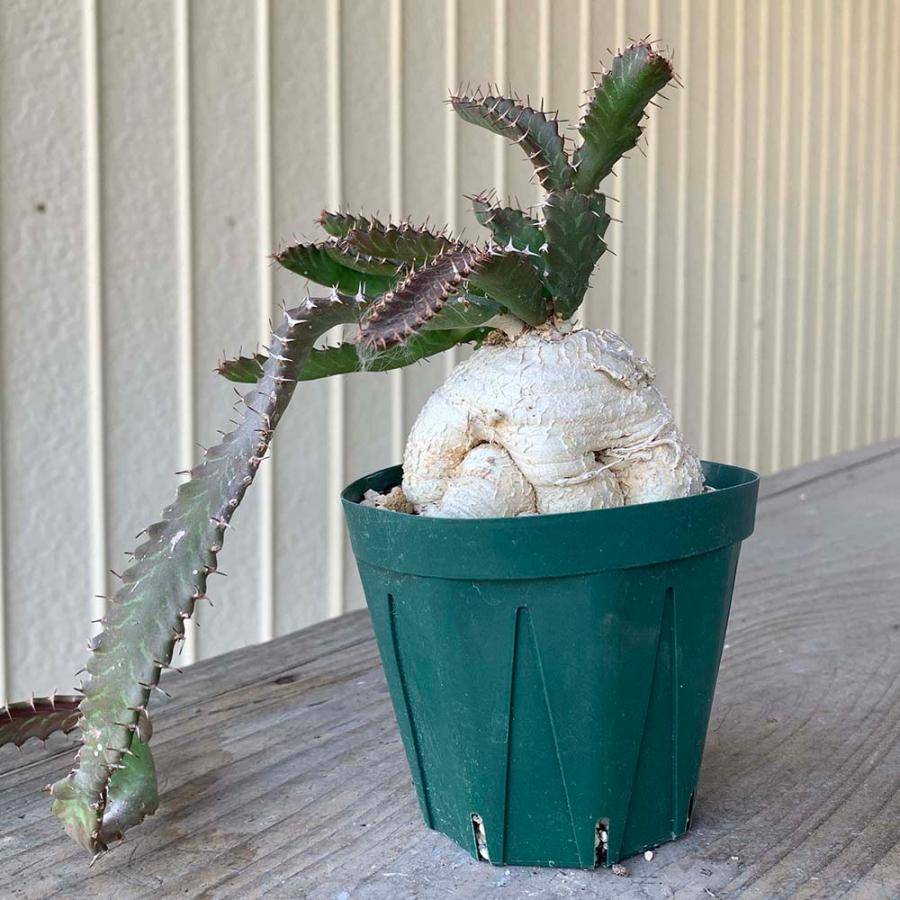 ユーフォルビア ステラータ 飛竜 / 3号 *0547 : Botanique Yahoo!ショッピング店 - 通販 - Yahoo!ショッピング