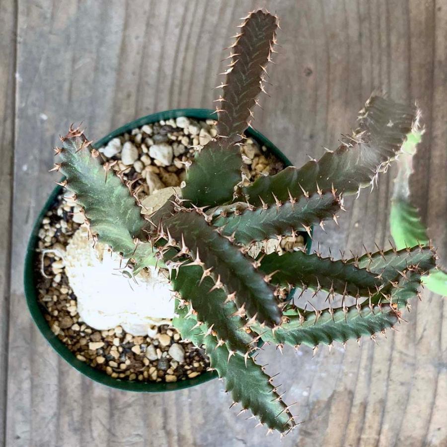 ユーフォルビア ステラータ 飛竜 / 3号 *0547 : Botanique Yahoo!ショッピング店 - 通販 - Yahoo!ショッピング