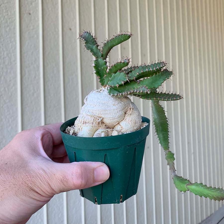 ユーフォルビア ステラータ 飛竜 / 3号 *0547 : Botanique Yahoo!ショッピング店 - 通販 - Yahoo!ショッピング