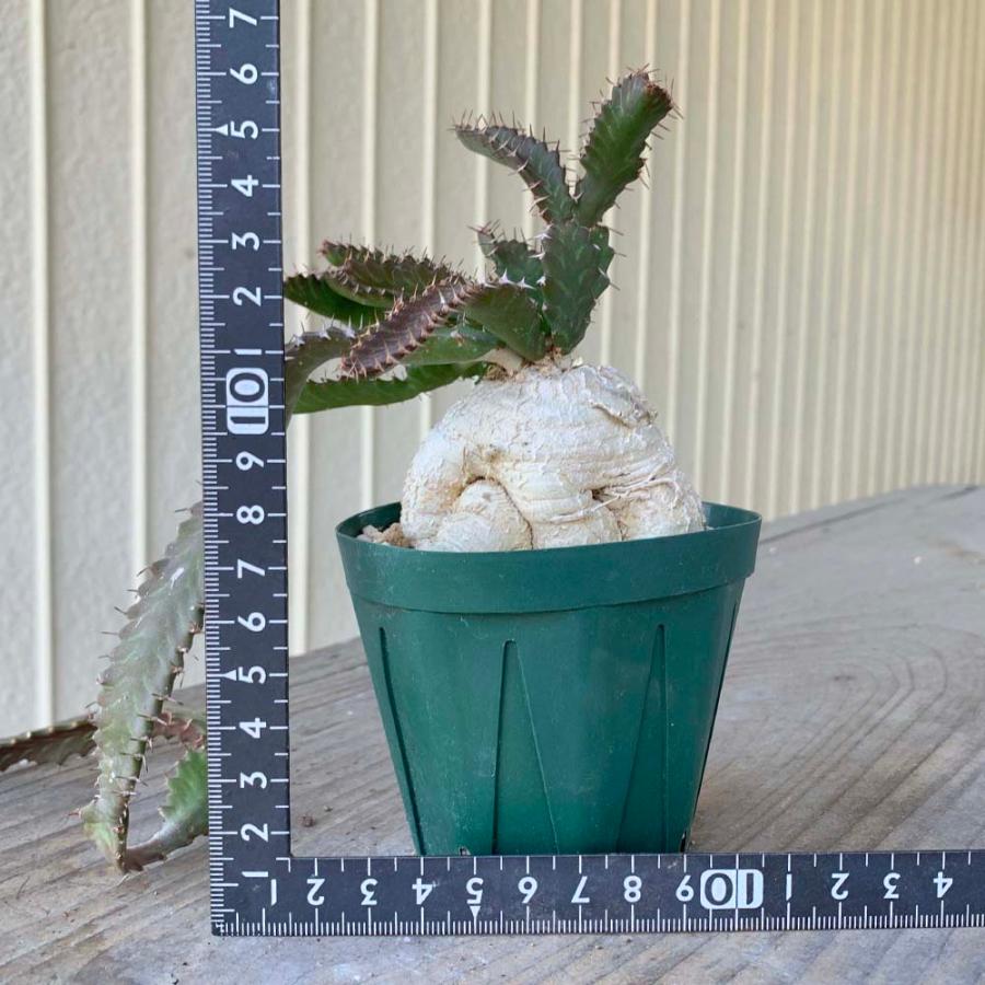 ユーフォルビア ステラータ 飛竜 / 3号 *0547 : Botanique Yahoo!ショッピング店 - 通販 - Yahoo!ショッピング