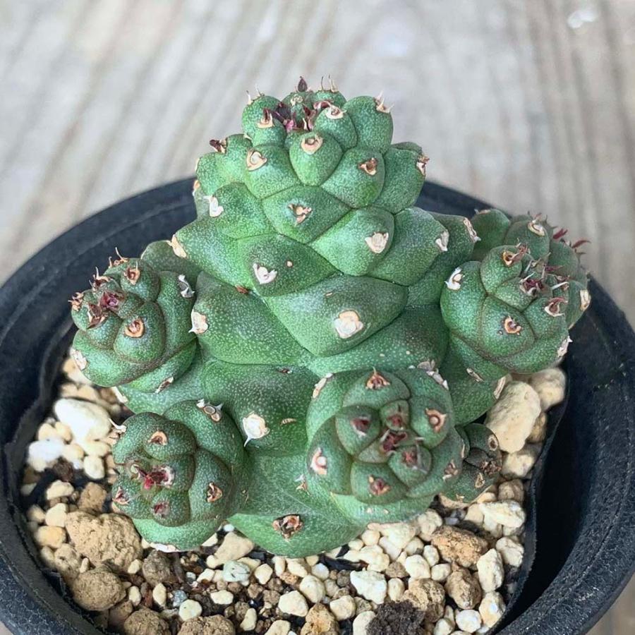 モナデニウム リチェイ / 2.5号 *0624 : Botanique Yahoo!ショッピング店 - 通販 - Yahoo!ショッピング