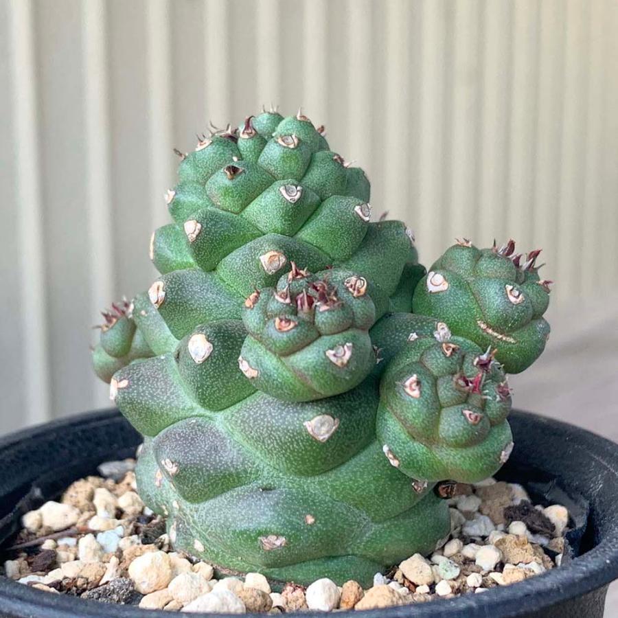 モナデニウム リチェイ / 2.5号 *0624 : Botanique Yahoo!ショッピング店 - 通販 - Yahoo!ショッピング