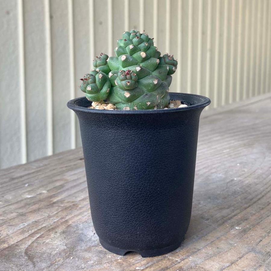 モナデニウム リチェイ / 2.5号 *0624 : Botanique Yahoo!ショッピング店 - 通販 - Yahoo!ショッピング