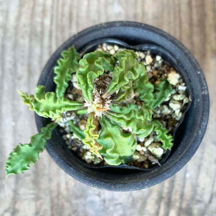 ユーフォルビア デカリー 2.5号 【挿し木】*1042 : 231016-eup-decaryi-1042 : Botanique Yahoo!ショッピング店 - 通販 - Yahoo!ショッピング