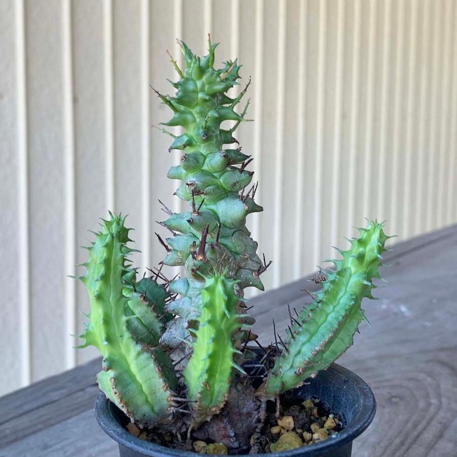 ユーフォルビア ホリダモンスト / 2.5号 *1049 : 231016-eup-horidamon-1049 : Botanique Yahoo!ショッピング店 - 通販 - Yahoo ...