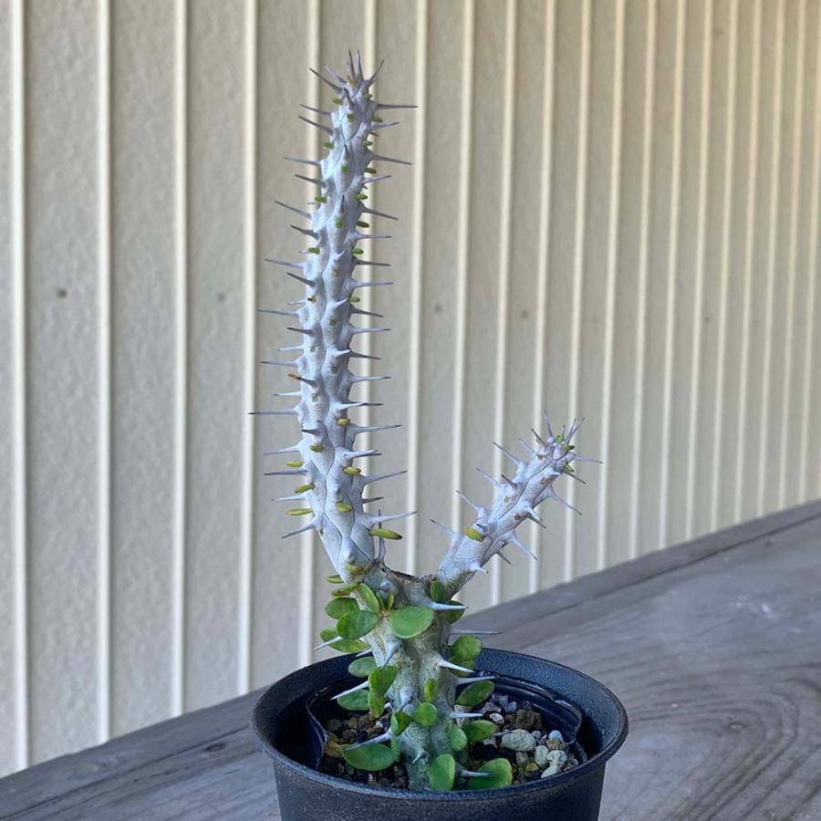 アローディア プロセラ / 3号 *1050 : 231016-oth-procera-1050 : Botanique Yahoo!ショッピング店 - 通販 - Yahoo!ショッピング