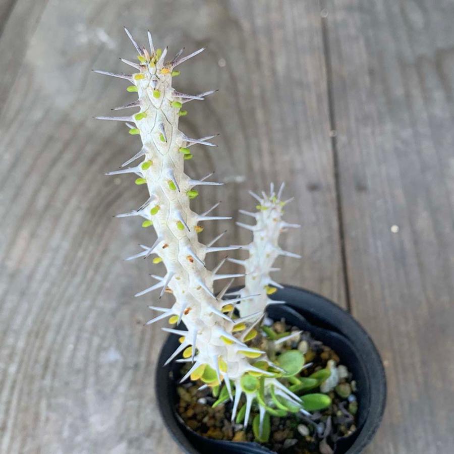 アローディア プロセラ / 3号 *1050 : 231016-oth-procera-1050 : Botanique Yahoo!ショッピング店 - 通販 - Yahoo!ショッピング