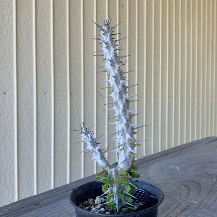 アローディア プロセラ / 3号 *1050 : 231016-oth-procera-1050 : Botanique Yahoo!ショッピング店 - 通販 - Yahoo!ショッピング