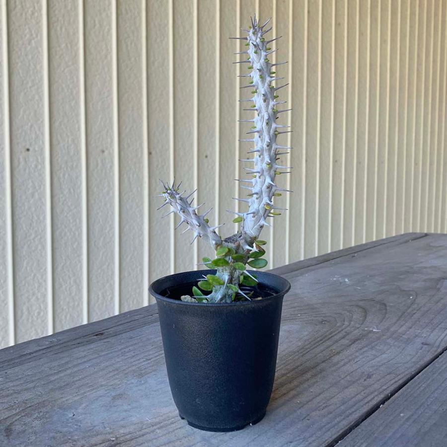 アローディア プロセラ / 3号 *1050 : 231016-oth-procera-1050 : Botanique Yahoo!ショッピング店 - 通販 - Yahoo!ショッピング