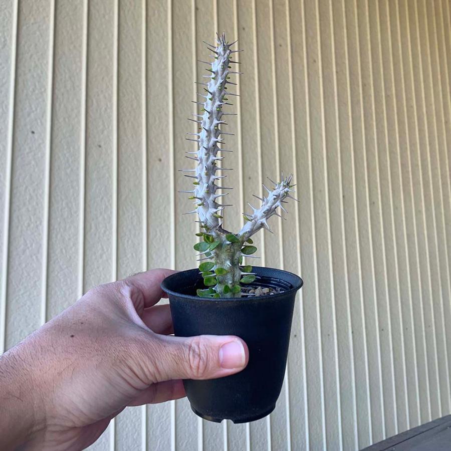 アローディア プロセラ / 3号 *1050 : 231016-oth-procera-1050 : Botanique Yahoo!ショッピング店 - 通販 - Yahoo!ショッピング