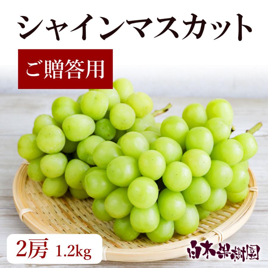 【クール送料込】特選秀品シャインマスカット : 文旦屋・白木果樹園 Yahoo!店 - 通販 - Yahoo!ショッピング