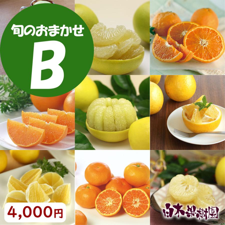 旬のおまかせフルーツセット【Bセット】フルーツ 柑橘 詰め合わせ【送料込】 : 文旦屋・白木果樹園 Yahoo!店 - 通販 - Yahoo ...