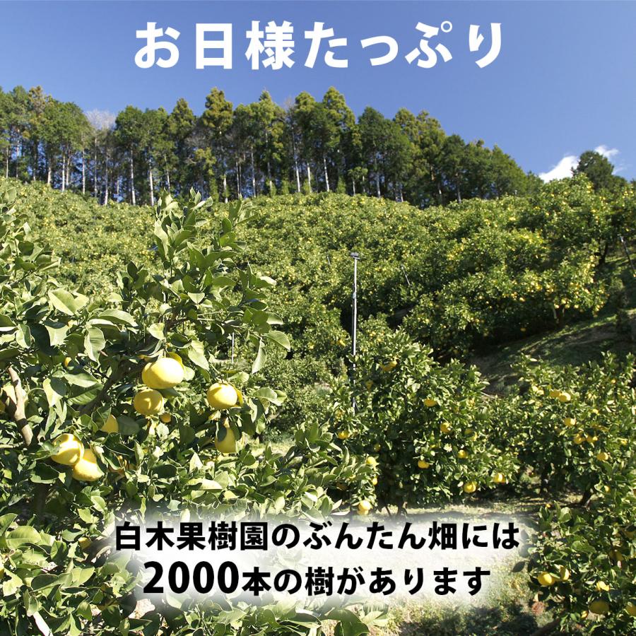 特選秀品土佐文旦 約6kg L小玉〜2L中玉サイズ : 文旦屋・白木果樹園 Yahoo!店 - 通販 - Yahoo!ショッピング