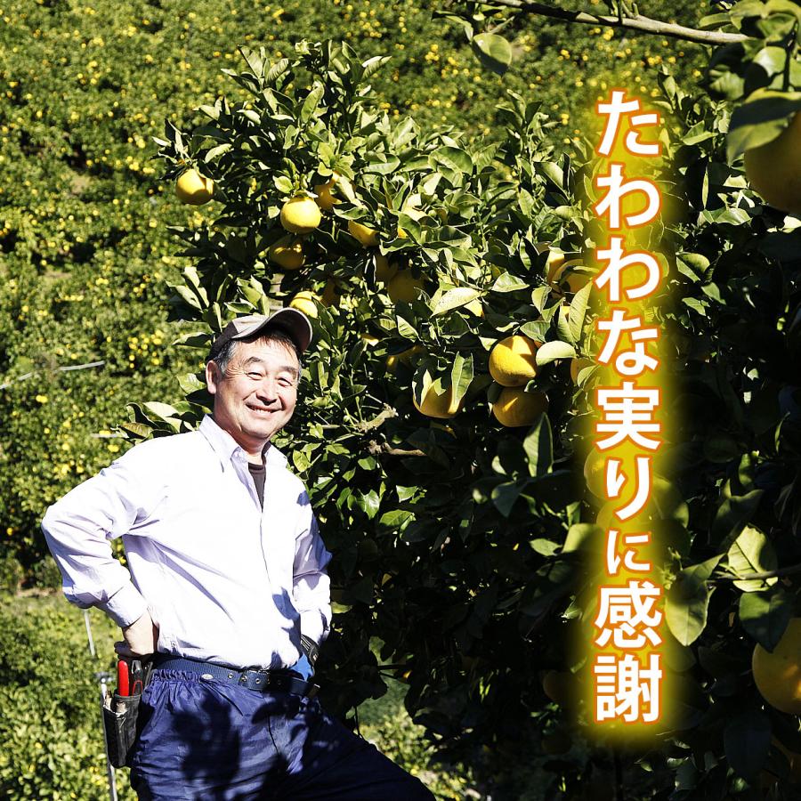 特選秀品土佐文旦 約6kg L小玉〜2L中玉サイズ : 文旦屋・白木果樹園 Yahoo!店 - 通販 - Yahoo!ショッピング