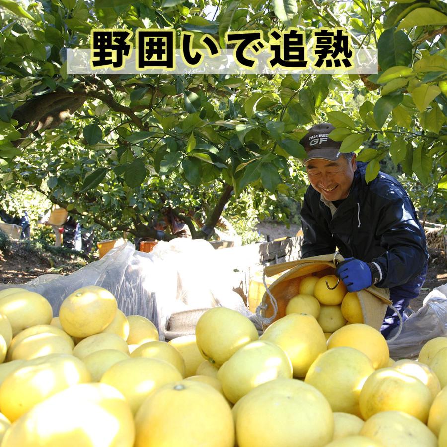 特選秀品土佐文旦 L〜2Lサイズ混合 約10kg×3回コース : 文旦屋・白木果樹園 Yahoo!店 - 通販 - Yahoo!ショッピング