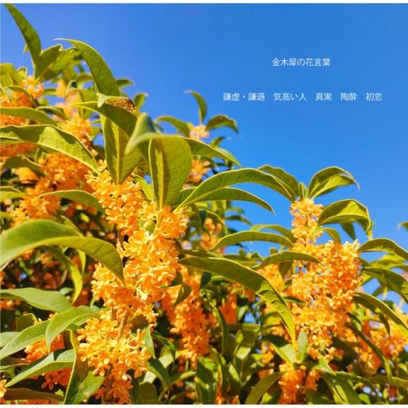 buzzjuice 金木犀フレーバー 60ml バズジュース キンモクセイ リキッド Fragrant olive 電子タバコ vape べイプ 癒し リラックス : buzzvape ...