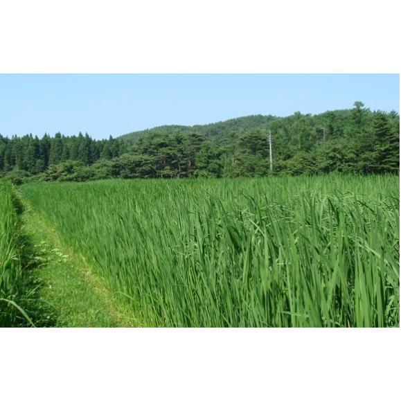 浴用マコモ 1000ml 単品 (リバーヴ お風呂用 マコモ風呂 疲労回復 液体入浴剤) : 22-139554040002-1 : 美容雑貨Cabfive - 通販 - Yahoo!ショッピング