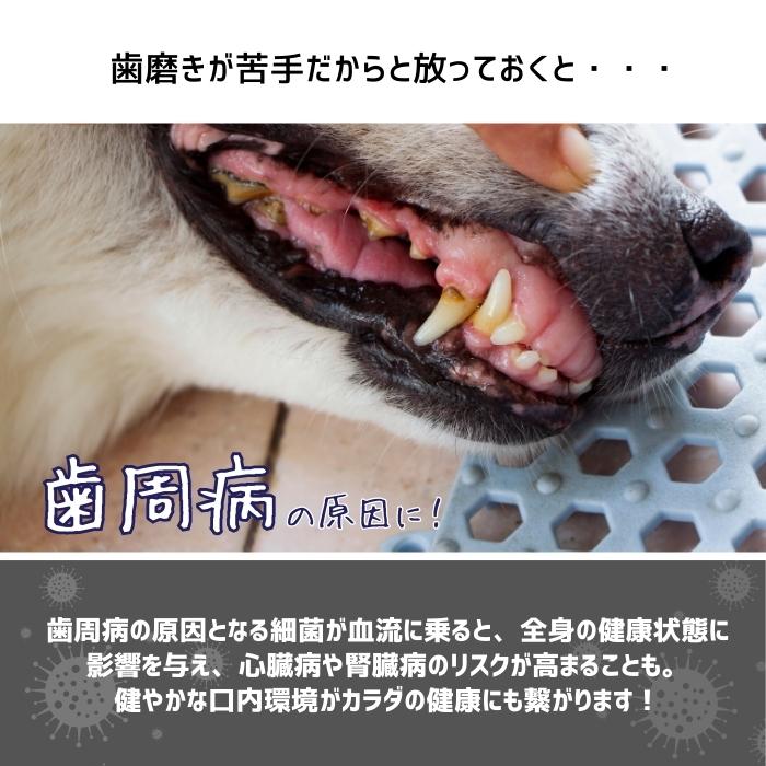 プロバイオデンタルPET 3個セット プレミアモード プロバイオデンタルペット 猫 犬 おやつ 小動物用 歯磨き サプリ 乳酸菌 口臭 歯垢 口内炎 : 美容雑貨Cabfive - 通販 ...