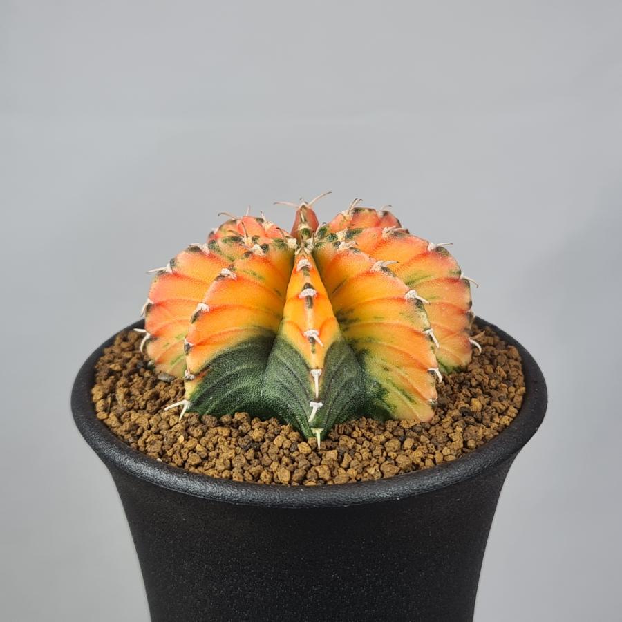 ギムノカリキウム・LB2178交配錦 7.5cm鉢 : カクタス長田 Yahoo!ショッピング店 - 通販 - Yahoo!ショッピング