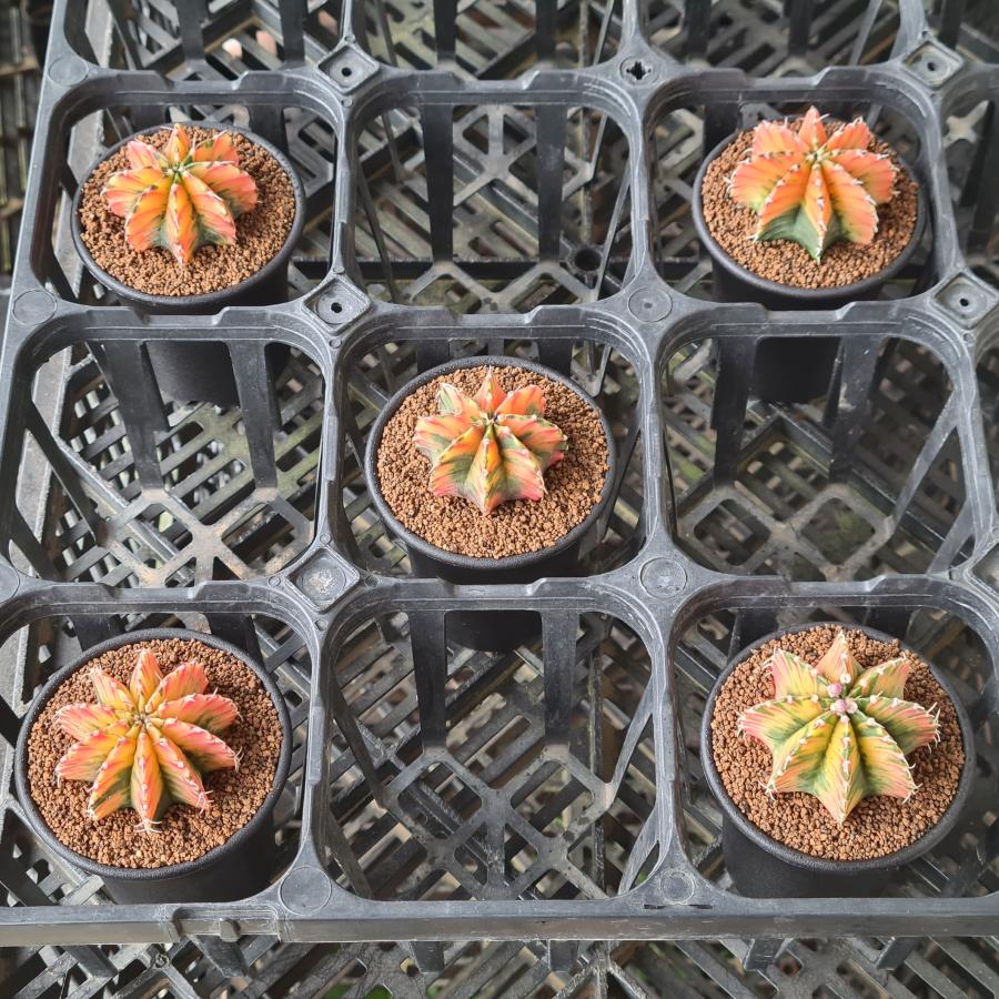 ギムノカリキウム・LB2178交配錦 7.5cm鉢 : カクタス長田 Yahoo!ショッピング店 - 通販 - Yahoo!ショッピング