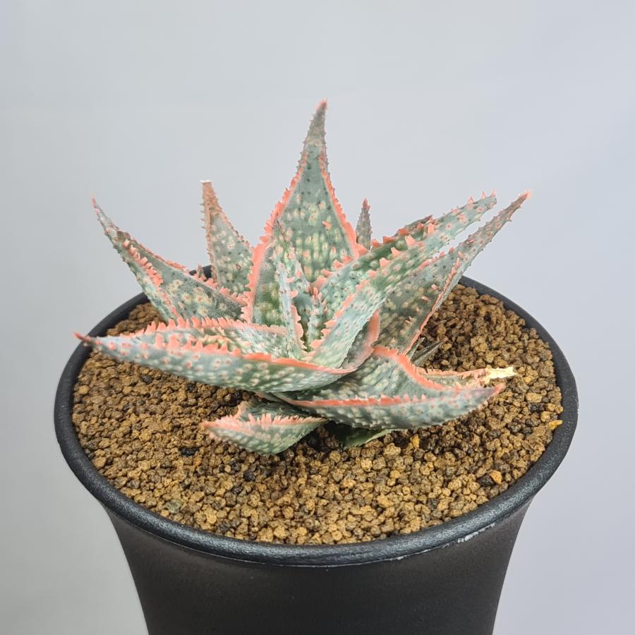 アロエ・コーラルエッジ 9cm鉢 : カクタス長田 Yahoo!ショッピング店 - 通販 - Yahoo!ショッピング