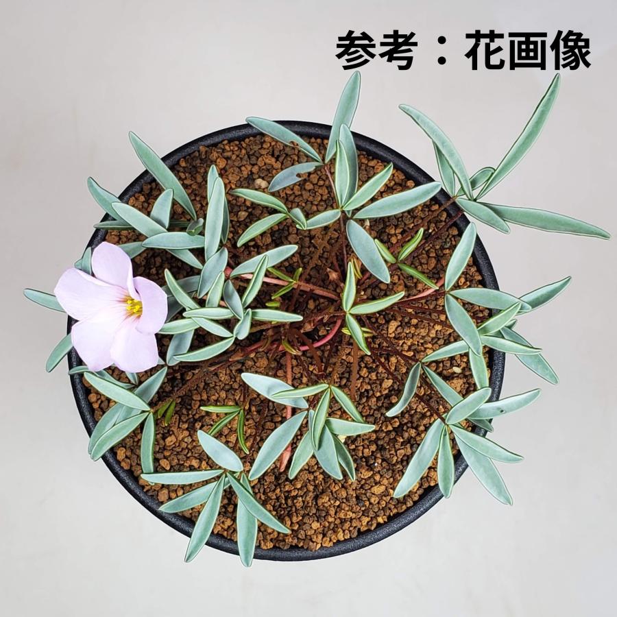 オキザリス・cf. カミエスベルゲンシス 9cm鉢 : x24 : カクタス長田 Yahoo!ショッピング店 - 通販 - Yahoo!ショッピング