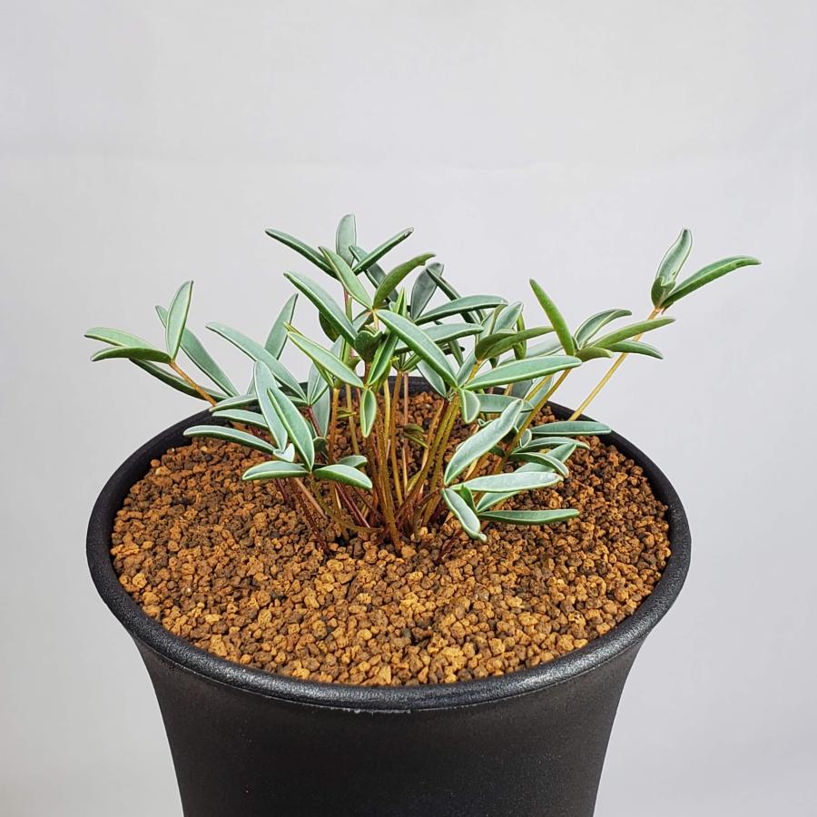 オキザリス・cf. カミエスベルゲンシス 9cm鉢 : x24 : カクタス長田 Yahoo!ショッピング店 - 通販 - Yahoo!ショッピング