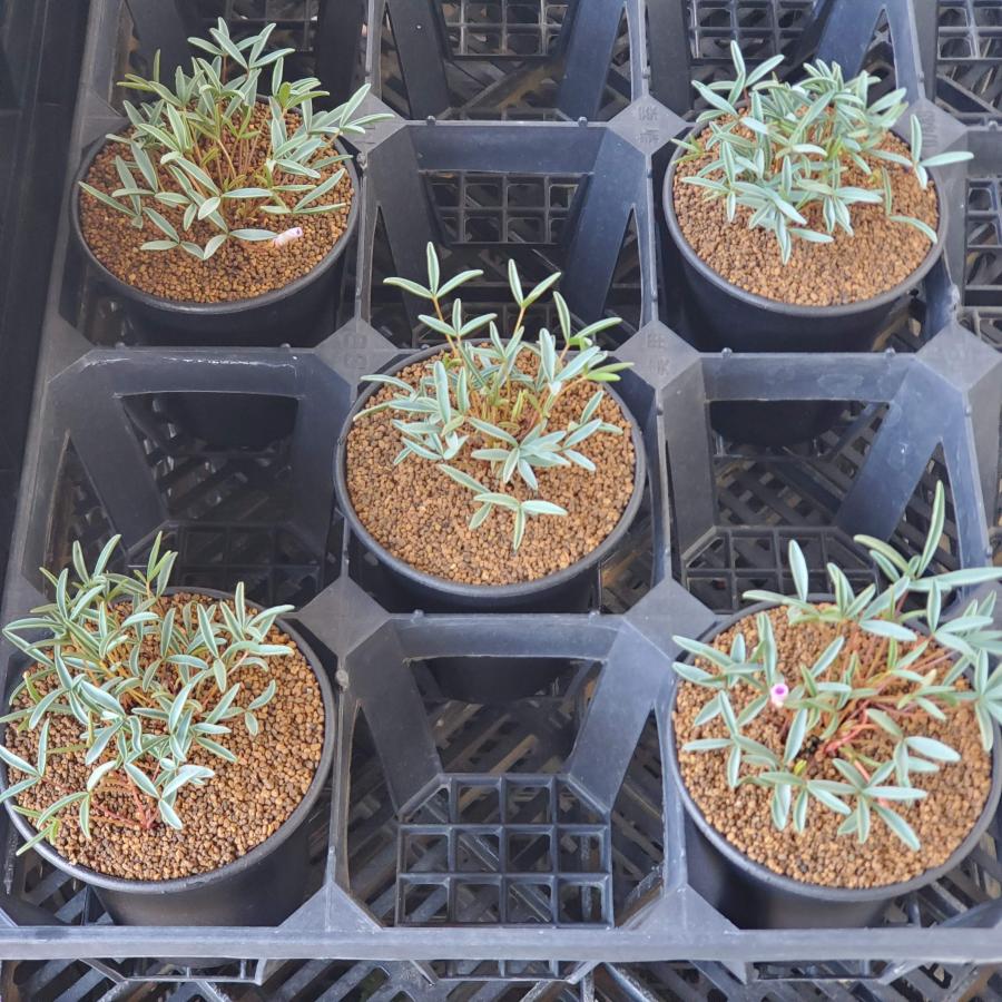 オキザリス・cf. カミエスベルゲンシス 9cm鉢 : x24 : カクタス長田 Yahoo!ショッピング店 - 通販 - Yahoo!ショッピング