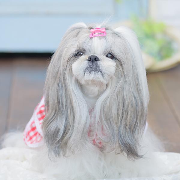 CanNana WEB限定バレッタ ラメ お花 コームパッチン リボン クリップアクセ アクセサリー ブランドセレブ きゃんナナ 25-0763 : 公式きゃんナナオンラインショップ - 通販 ...