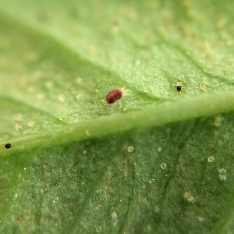 ハイポネックス 殺虫剤 殺菌剤 薬剤 ハダニ 園芸用 オーガニック ミニバラ 花 観葉植物 ガーデニング 農薬 ブリリアントガーデン ハッパ ...