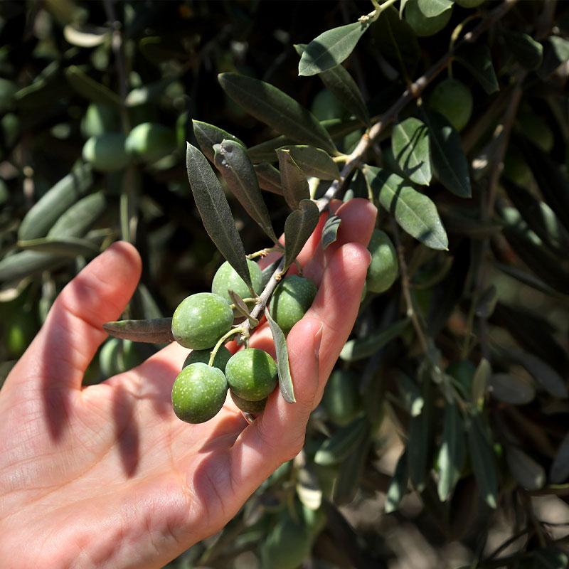 LA PEDRIZA EXVオイル250ml×6本[基本常温/冷蔵も可]【3〜4営業日以内に出荷】[賞味期限：2025年12月13日] : セレスト Yahoo!ショッピング店 - 通販 ...