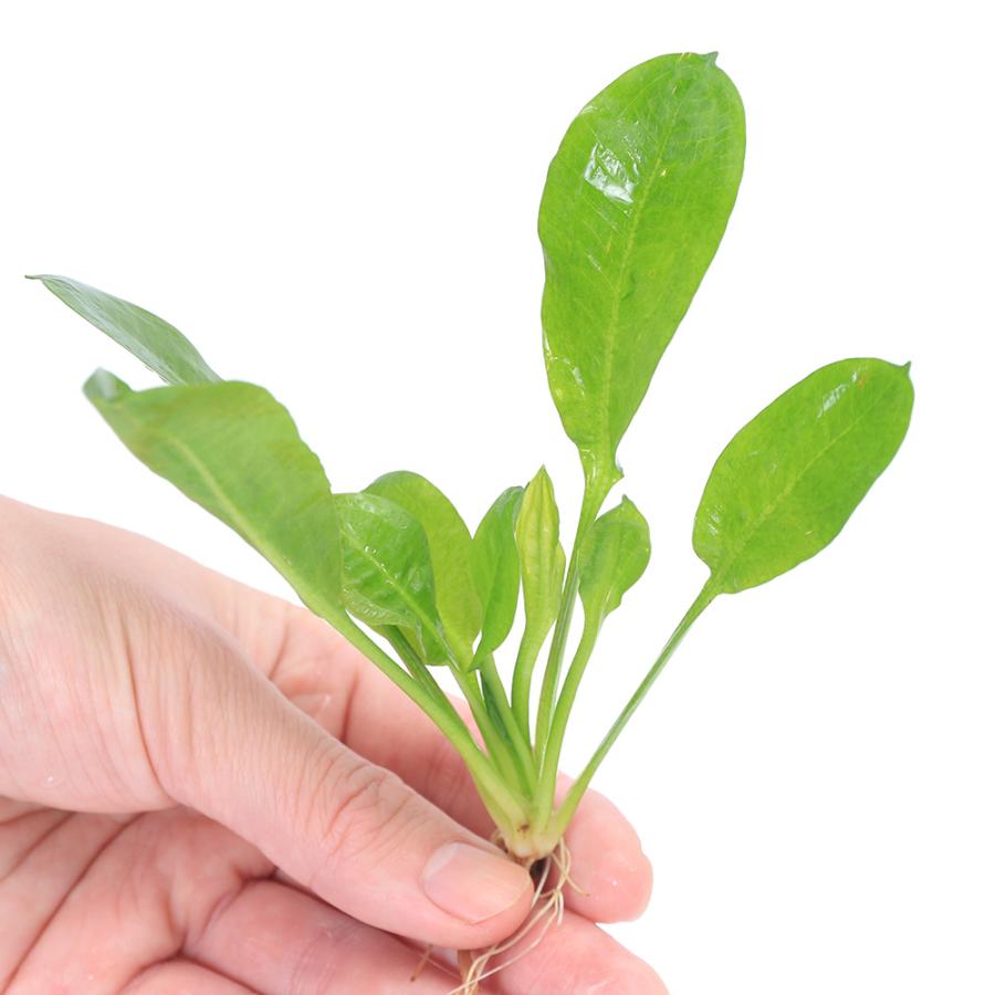 チャーム（ペット） （水草）キューピーアマゾン（水上葉）（1株） : チャーム charm ヤフー店 - 通販 - Yahoo!ショッピング