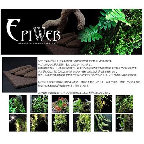 アクア・テイラーズ EPIWEB Branches Standard Small 約250mm エピウェブ パルダリウム テラリウム ビバ ...