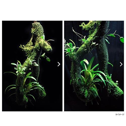 アクア・テイラーズ EPIWEB Branches Standard Small 約250mm エピウェブ パルダリウム テラリウム ビバ ...