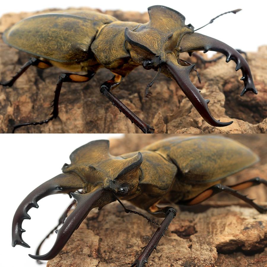 （昆虫）国産ミヤマクワガタ 群馬県産 成虫 WC 70〜71mm（1ペア） : チャーム charm ヤフー店 - 通販 - Yahoo!ショッピング